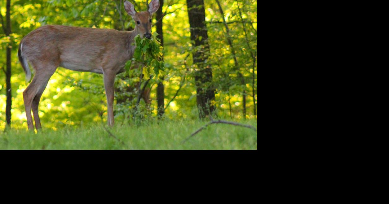 Watch for Deer: Game Commission Urges Caution on the Roads | Holcad And ...