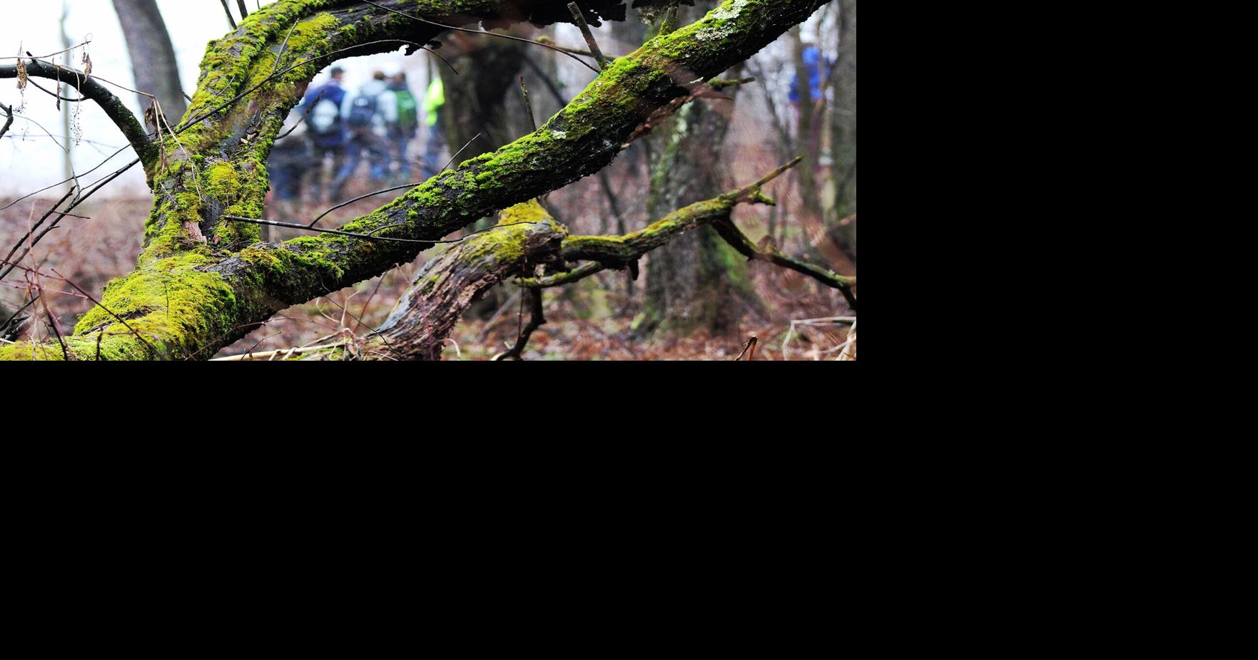 How I spent the morning as a creature of the black swamp | Birdtok ...