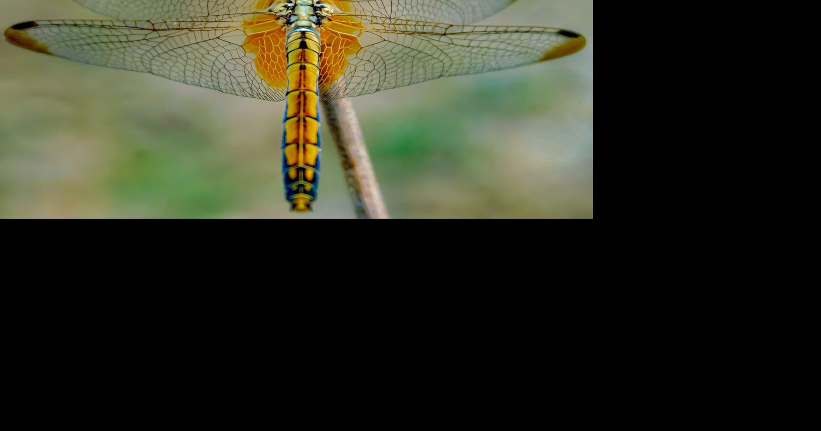Professor: Dragonflies thrive at Pennsylvania mine drainage sites | Our ...