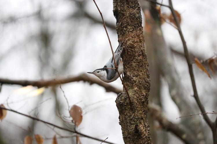 Learning about birds at Jennings Environmental Center | Titantown ...