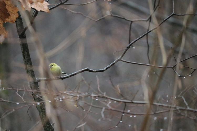 Learning about birds at Jennings Environmental Center | Titantown ...
