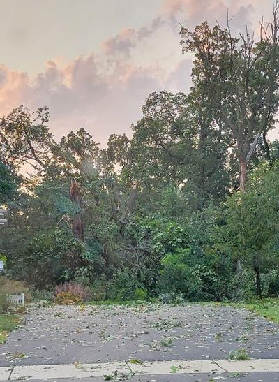 Minooka Village Board Approves Contract For Tree Removal Services ...