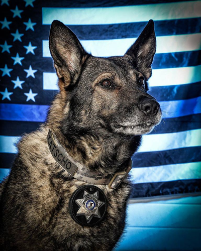Dwight Police K-9 Diagnosed with Terminal Cancer | Local News ...