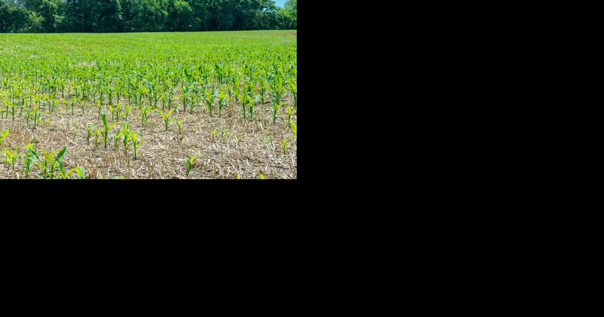 Latest Ag Update From Area Farmer and State Rep | Local News | wcsjnews.com