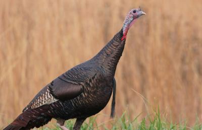 Illinois Department of Natural Resources Releases Turkey Hunting ...