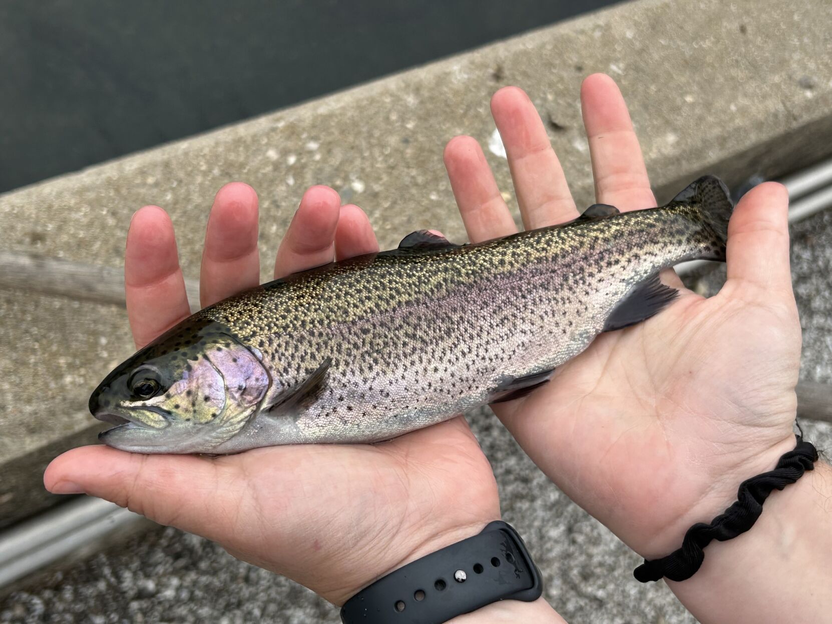 Illinois fall trout stocking delayed due to warmer temperatures | Local ...