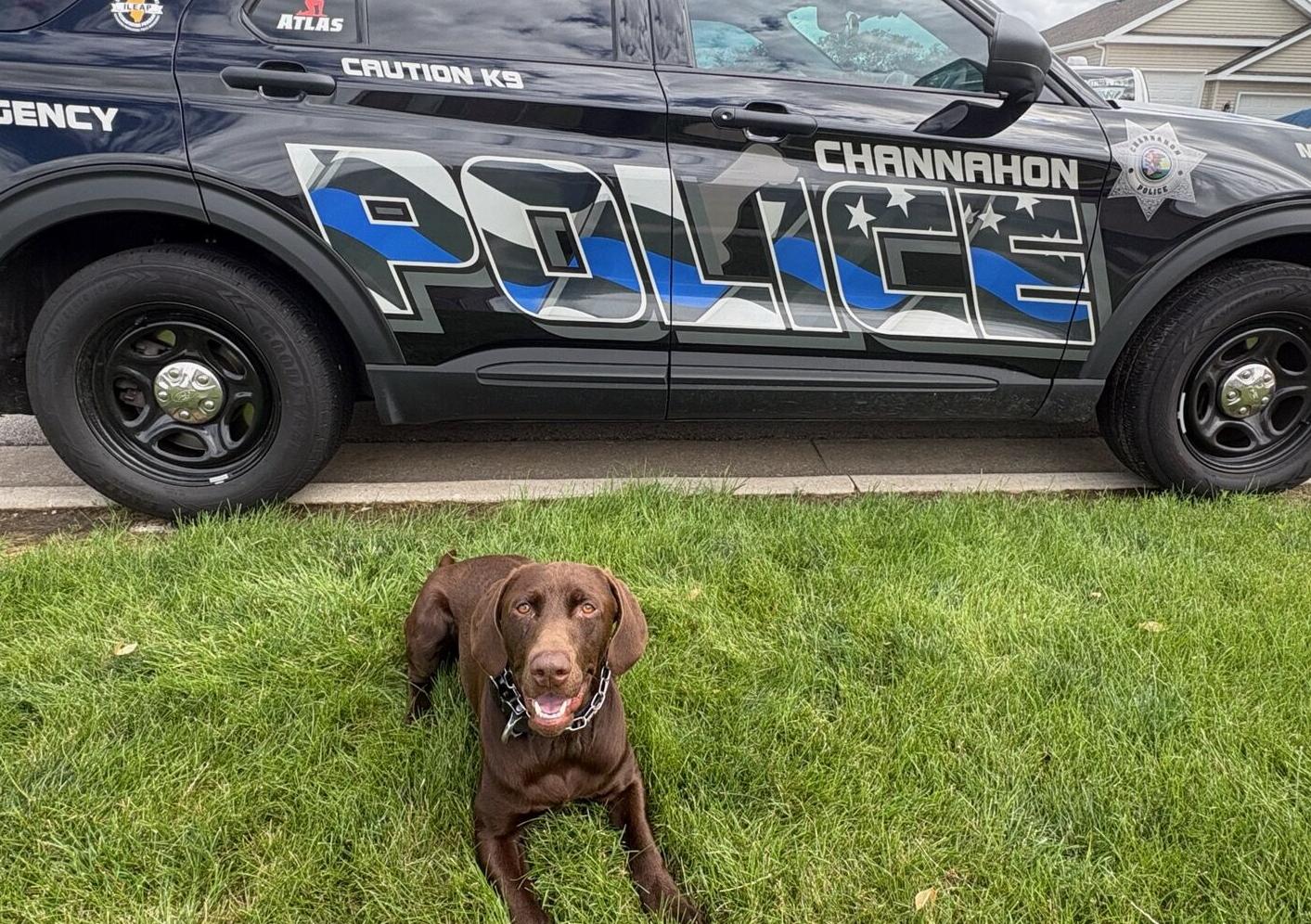 Channahon Police K9 Atlas Receives Bullet & Stab Protective Vest ...
