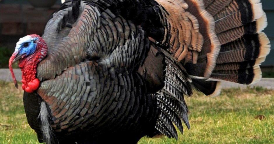 THANKSGIVING | Thriving turkeys: Nuisance or a conservation success ...