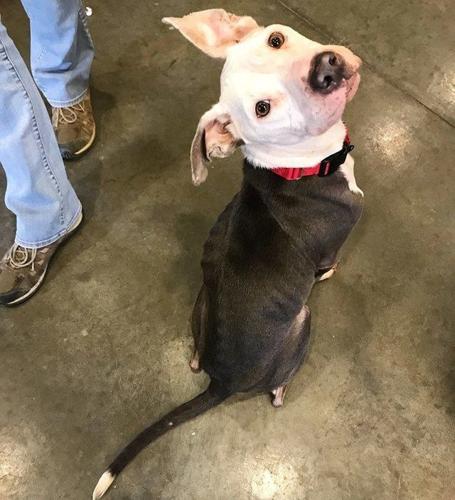 VIDEO | 'Please find her a home'': underfed dog, with a note, dropped ...