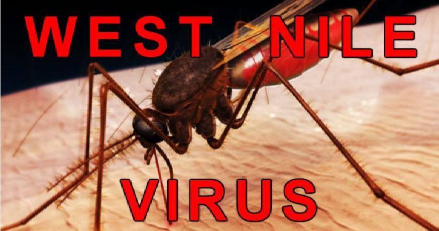 West Nile detected in Del. sentinel chickens for first time in 2024 ...