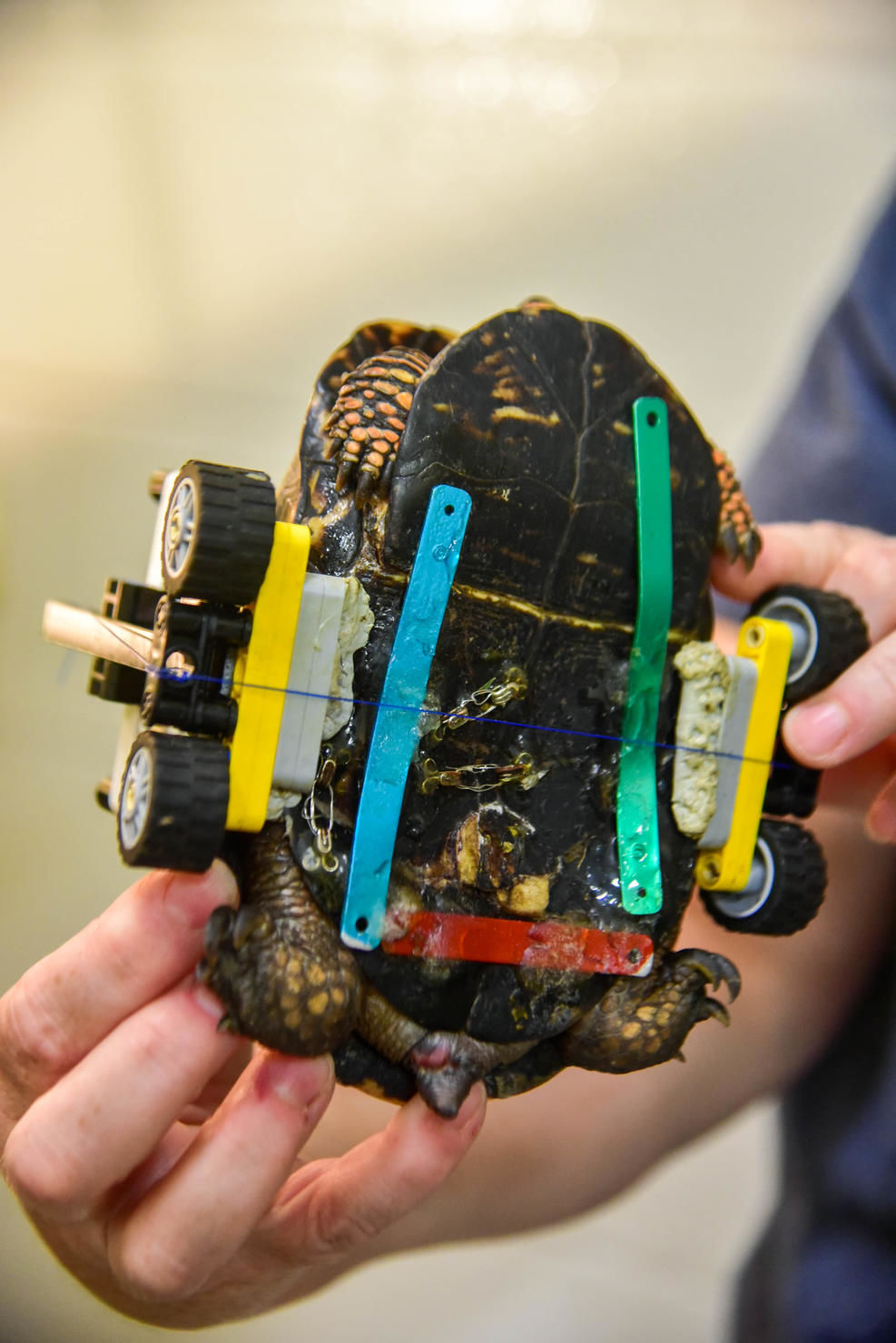 Injured turtle gets Lego wheelchair at Maryland zoo | The Latest from ...