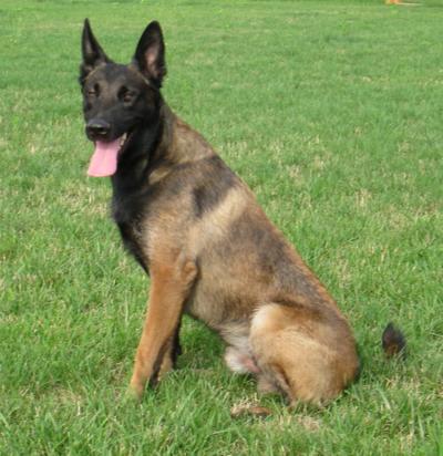 County police dog given hero award | The Latest from WDEL News | wdel.com