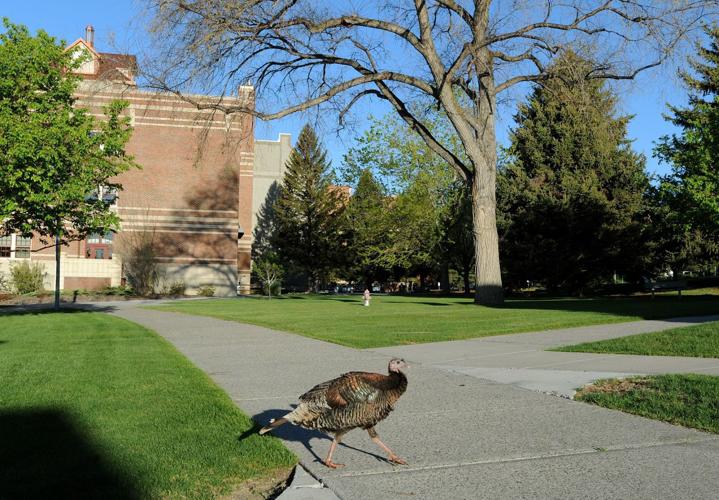 THANKSGIVING | Thriving turkeys: Nuisance or a conservation success ...