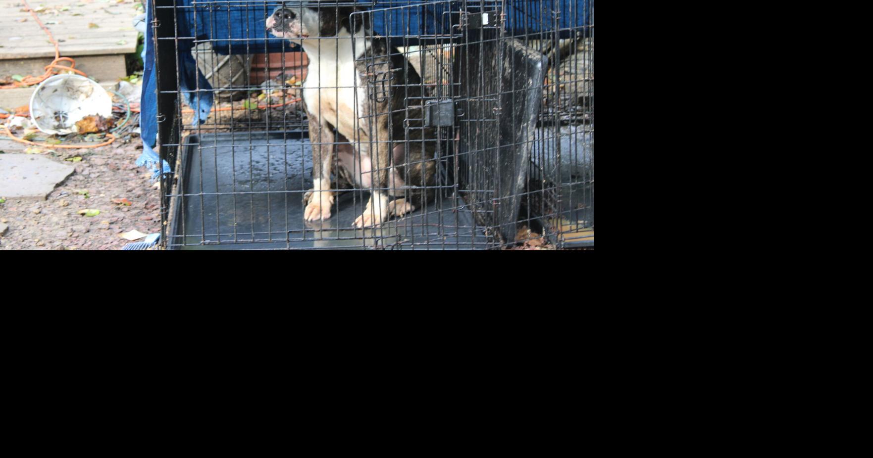 Man who claimed to protect animals charged with animal cruelty | The ...