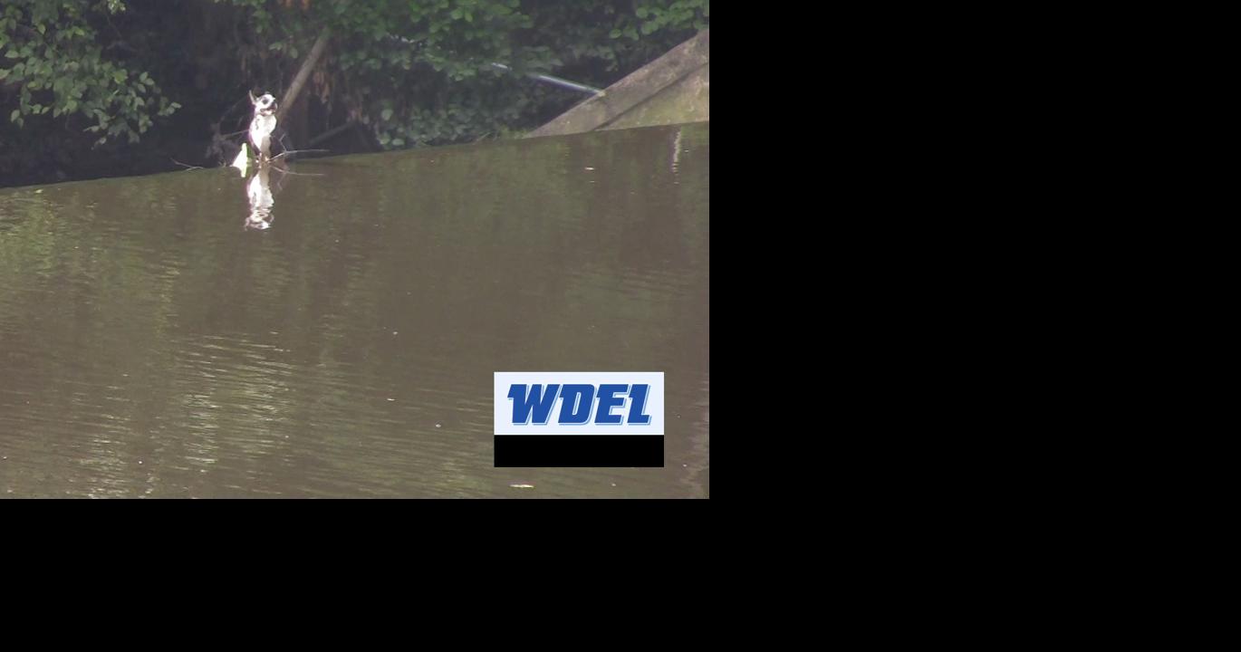 UPDATE | 'Terrierfied' on Smalleys Pond | The Latest from WDEL News ...