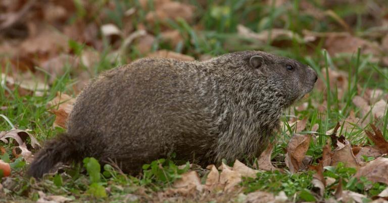 First rabies case in Delaware this year found in a groundhog | The ...