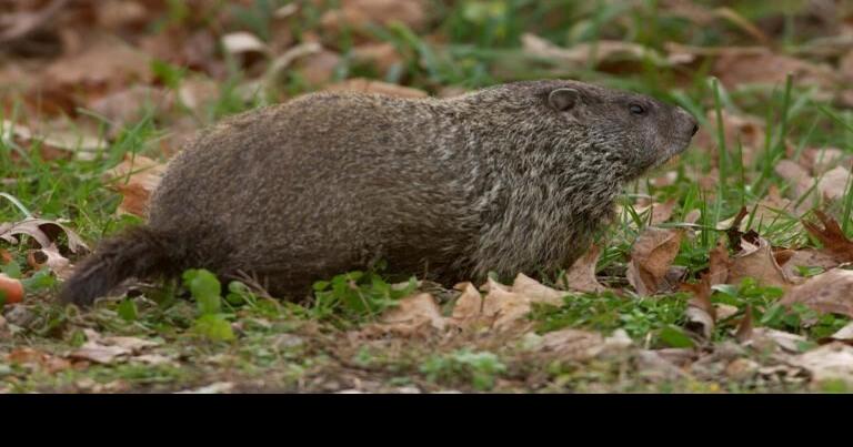 First rabies case in Delaware this year found in a groundhog | The ...