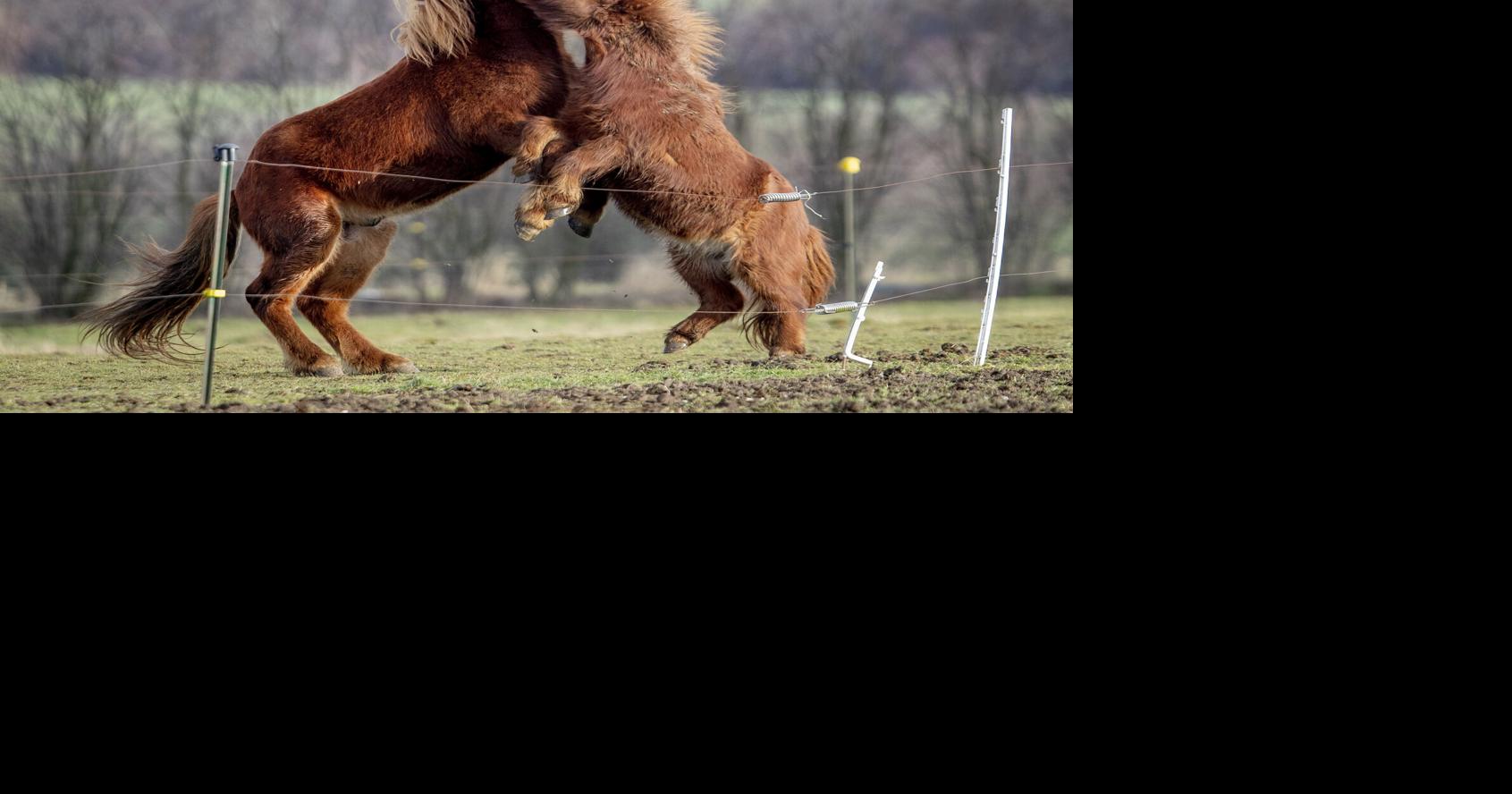 Playful ponies | Picture This | wdel.com