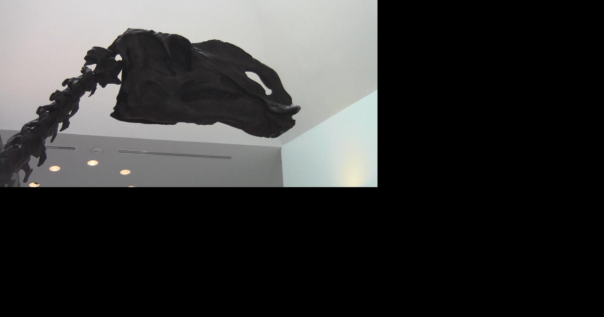 VIDEO: Dinosaur spotted in Delaware | The Latest from WDEL News | wdel.com