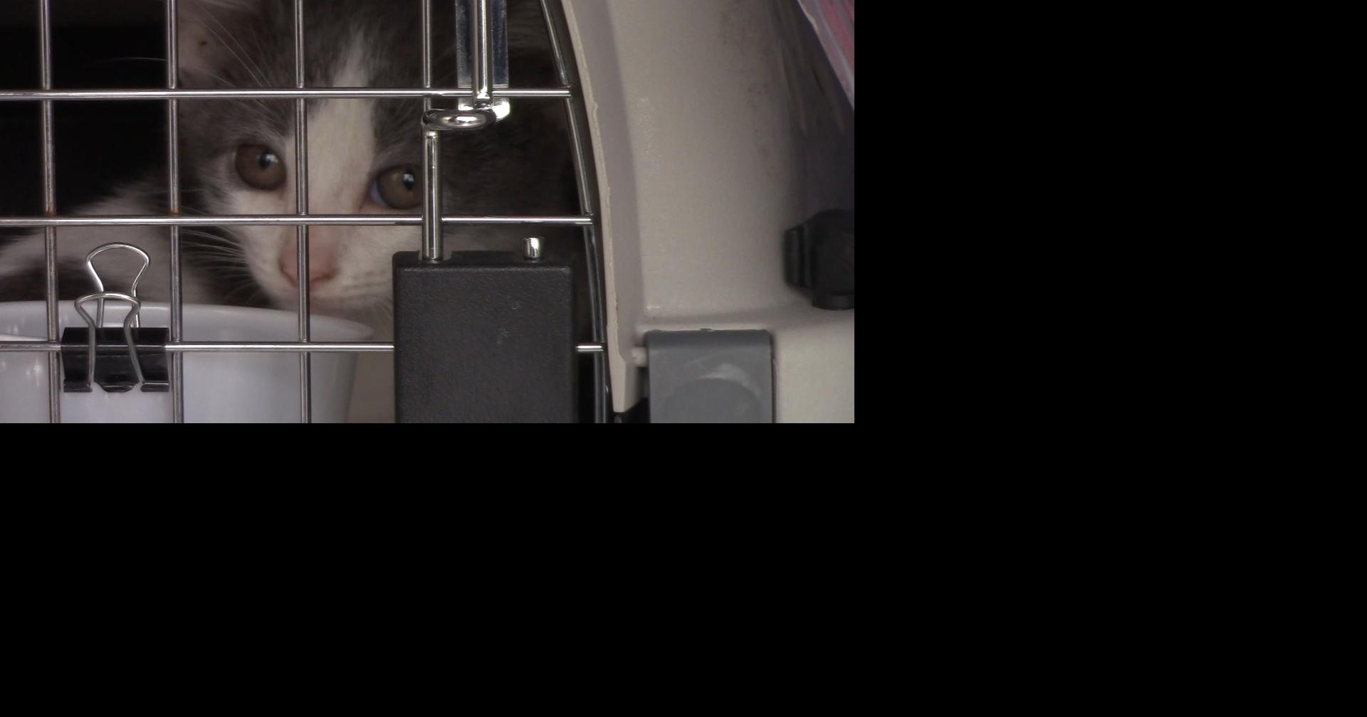 VIDEO | Rescue effort brings Hurricane Michael shelter cats up north ...