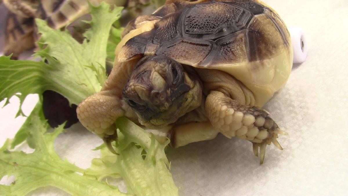 VIDEO | Watch Helix go! Deformed tortoise gets wheels with help from ...