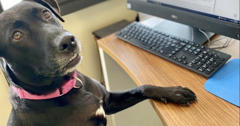 Dog that was sheltered, nurtured for 2 years and 10 months is finally ...