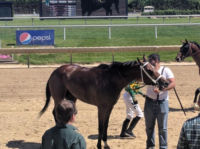 Delaware horse racing commission says starter who beat horse about the ...