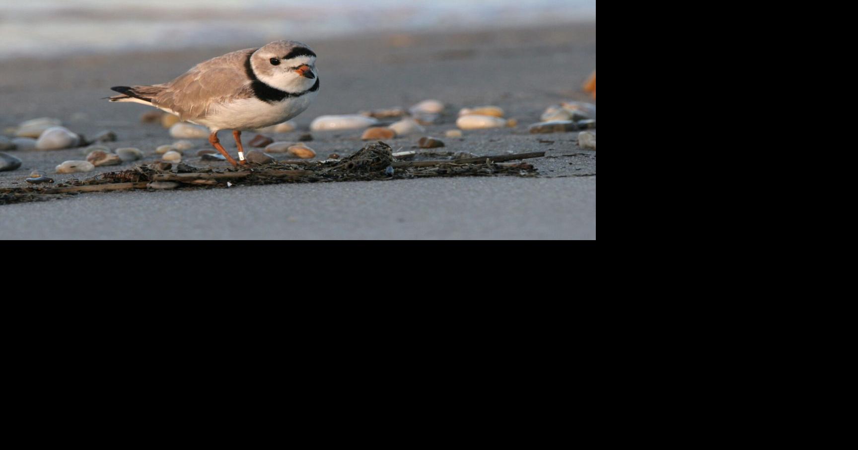 Delaware’s piping plover population increases while breeding challenges ...
