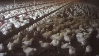 DNREC: Perdue in Georgetown spills acid, prompting clean-up | The ...