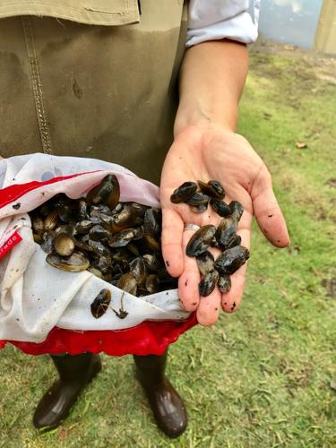 VIDEO | SUEZ Delaware Operations 'mussels' in to give Delawareans ...