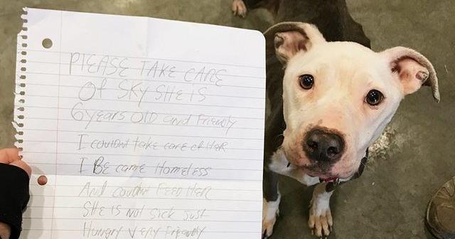 VIDEO | 'Please find her a home'': underfed dog, with a note, dropped ...