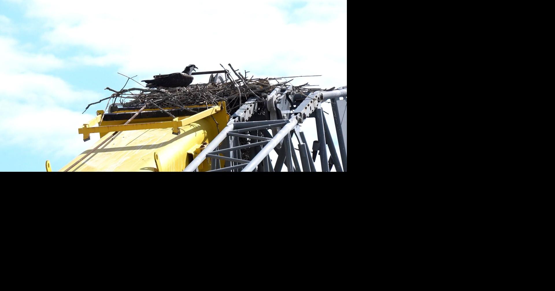 New nest: Osprey claims crane in Dewey Beach, town hall project pays ...