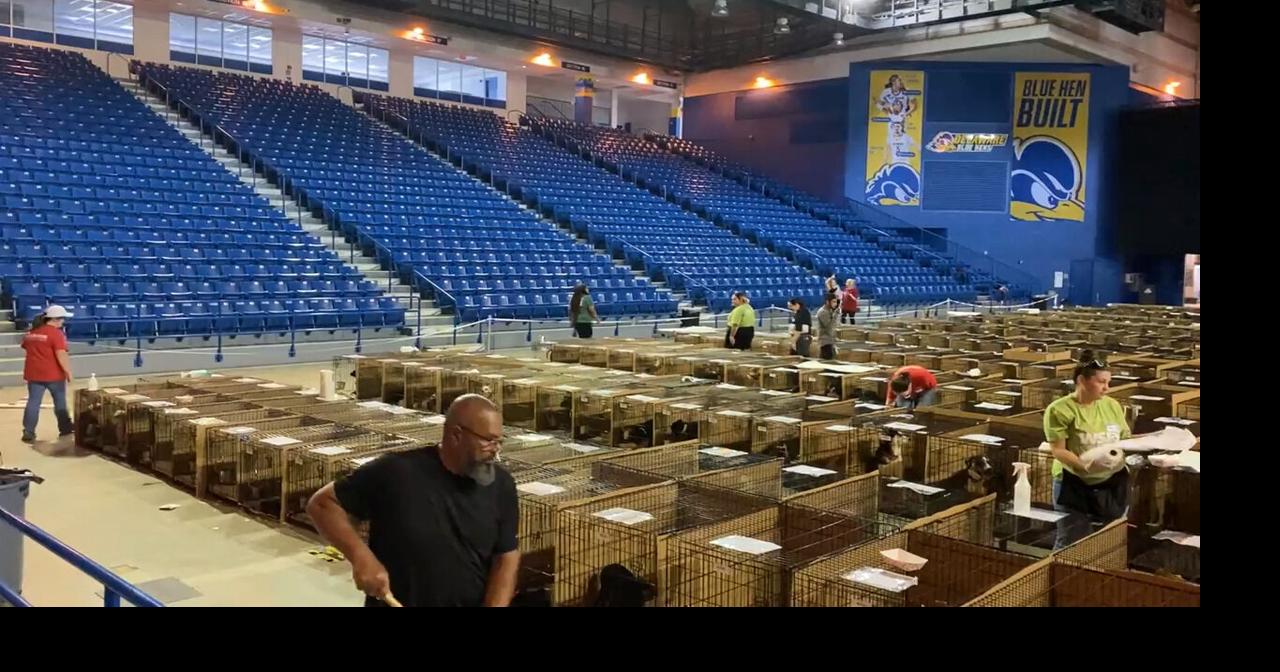 SPCA "Mega-Adoption Event" continues today | | wdel.com