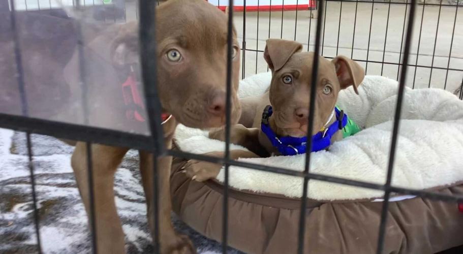 'There are no bad dogs out there' | Brandywine Valley SPCA breaks ...