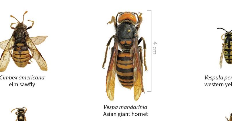 2020's latest horror | Invasive giant 'Murder Hornets' have been ...