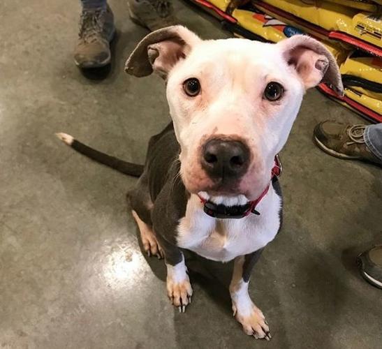 VIDEO | 'Please find her a home'': underfed dog, with a note, dropped ...