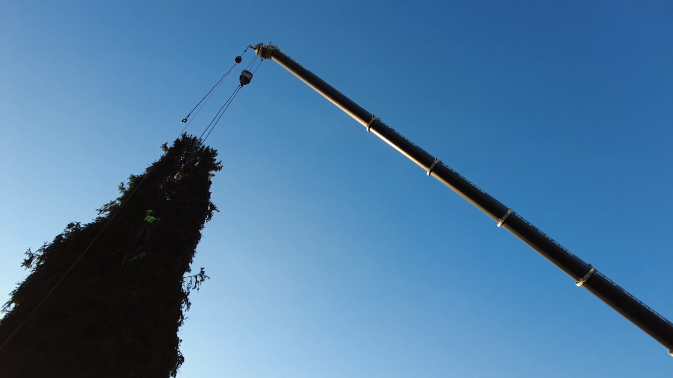 'Very excited to share it' | Elkton-area tree passes through Delaware ...