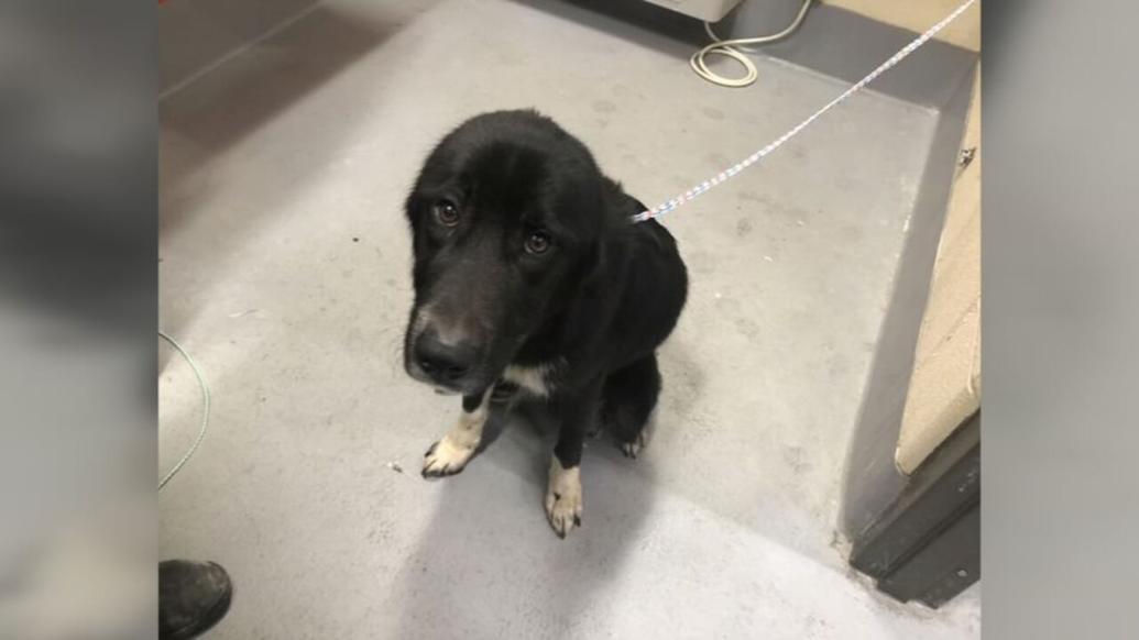 LMAS asking for information after dog found abandoned at Louisville ...