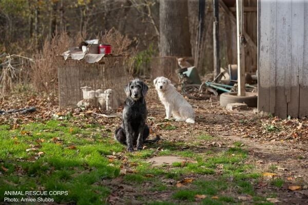 Dozens of dogs, puppies rescued from 'neglectful' breeding operation in ...