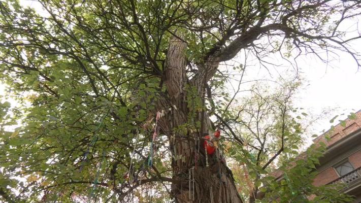 Legend of Louisville's Witches' Tree and the offerings left hanging in ...