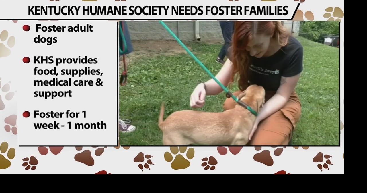 Kentucky Humane Society needs families to foster shelter dogs | | wdrb.com