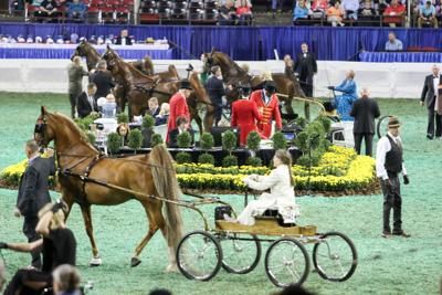 World's Championship Horse Show attracts the best of the best Saddlebreds from around the globe ...