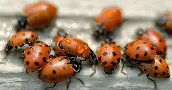 Ladybug Invasion: Sign of Harsh Winter? | Weather Blog | wdrb.com