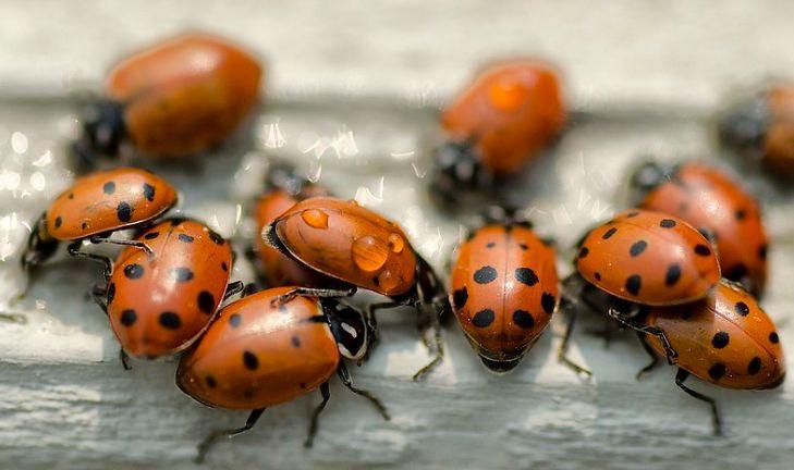 Ladybug Invasion: Sign of Harsh Winter? | Weather Blog | wdrb.com