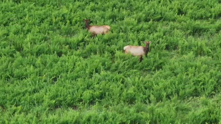 Herd of elk in eastern Kentucky now totals more than 10,000 | Local ...