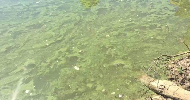 'Pretty unprecedented' algae bloom drifting down Ohio River with no end ...