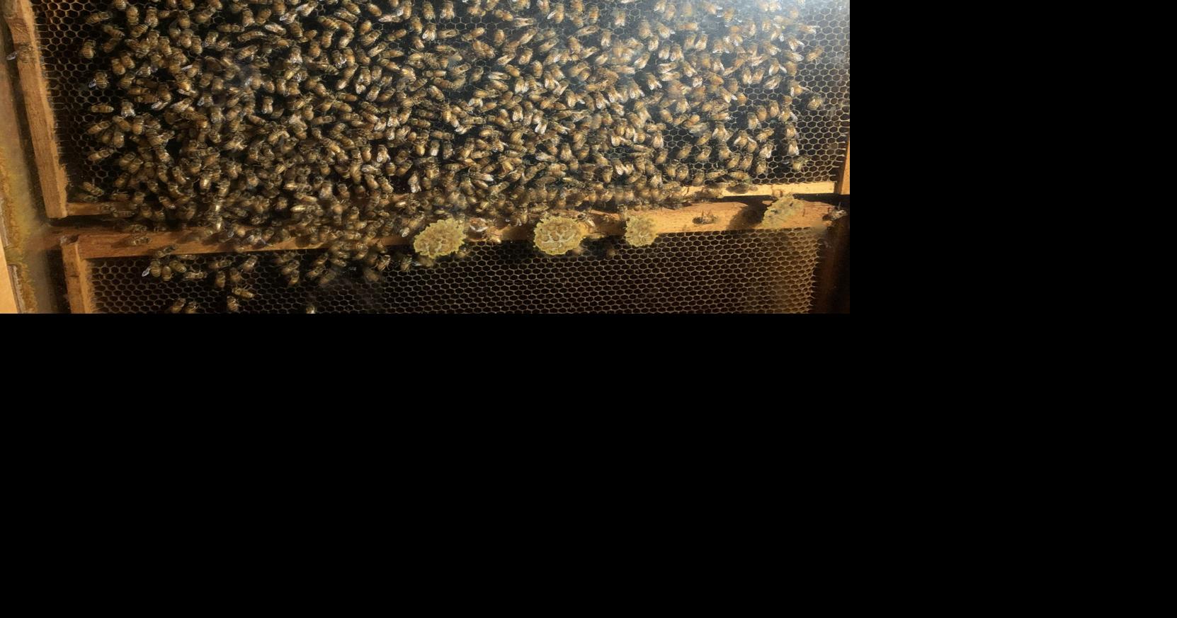 IMAGES | ColorFest at Bernheim Forest | | wdrb.com