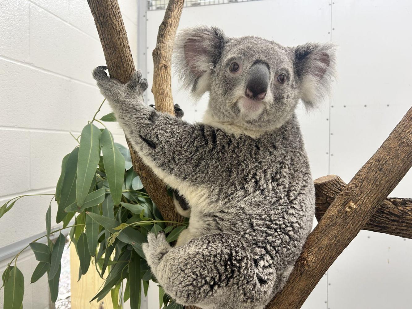 Louisville Zoo welcomes 2 koalas from West Coast | Community events | wdrb.com