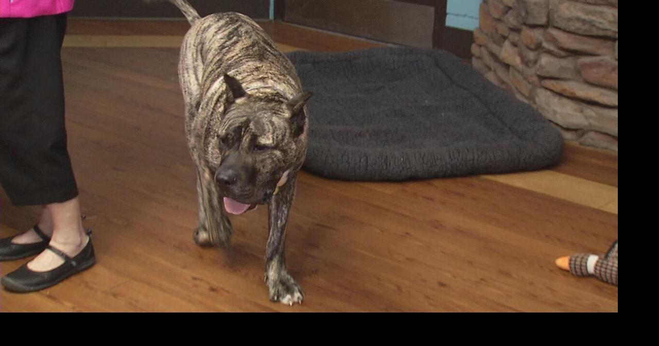 Ethan the Dog nominated for national award | Wdrb-video | wdrb.com