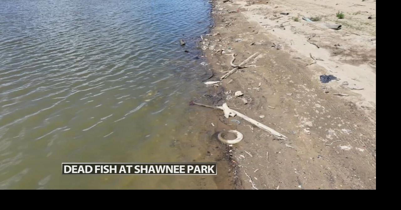 Officials say dead fish found at Shawnee Park is typical for time of ...